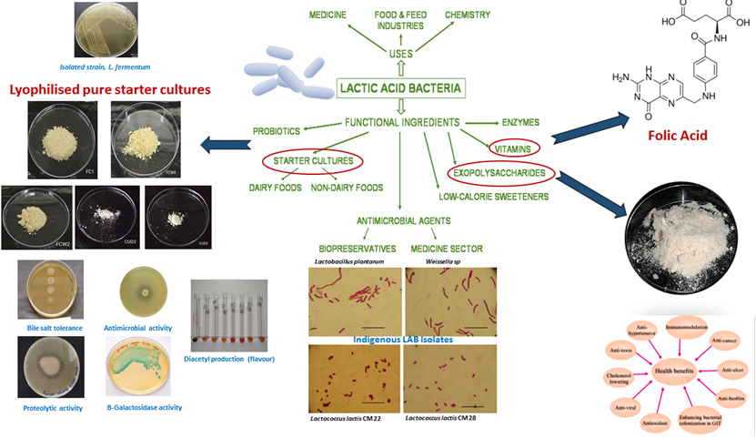 Development of Probiotic Cultures and Production of Nutraceuticals & Bio-actives from Lactic ...